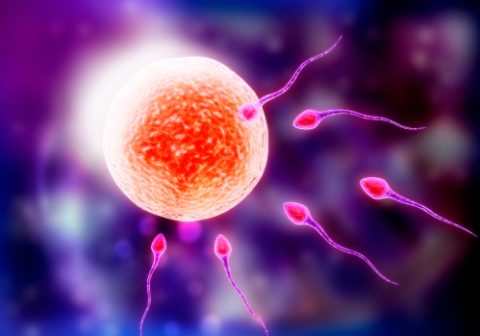 Inseminação Intra Uterina - Dr. Danilo Scheit